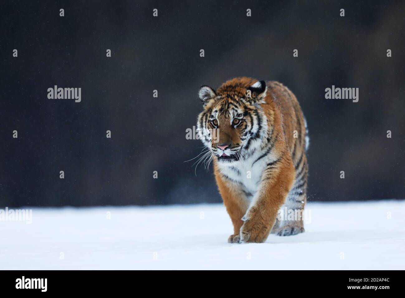 Siberian Tiger walk on snow. Beautiful, dynamic and powerful animal ...