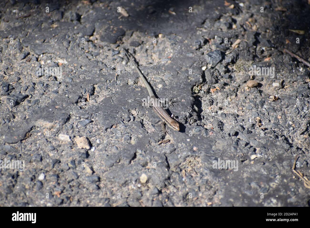 beautiful small lizard Stock Photo - Alamy