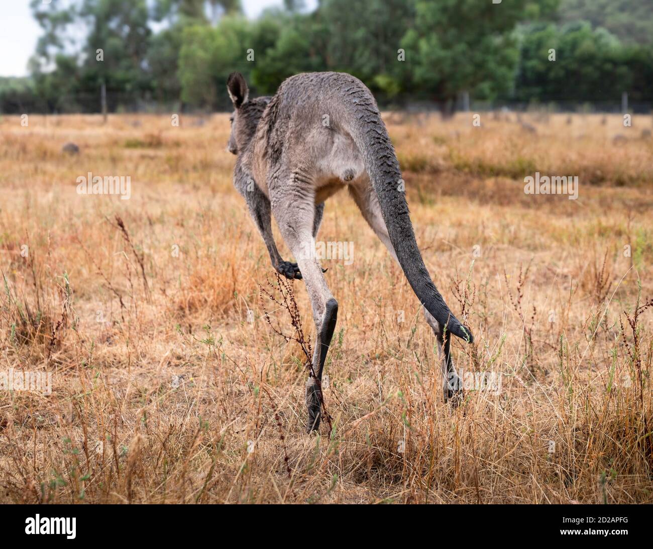 Grey kangaroo jumps away from the camera. Focus on the animal's ...