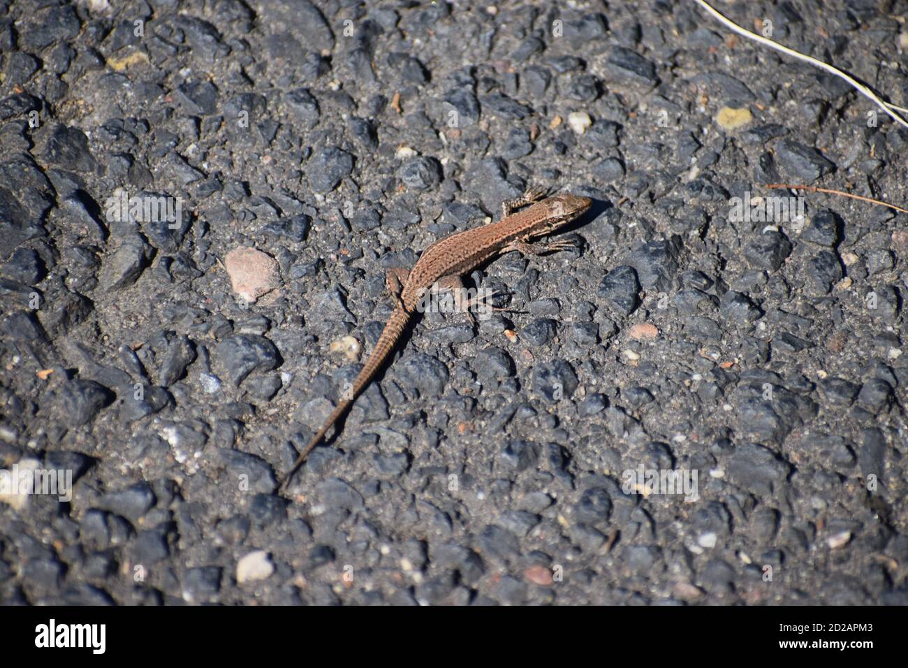 beautiful small lizard Stock Photo - Alamy