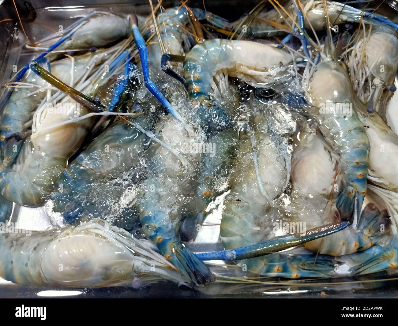 Tiger shrimp farm hi-res stock photography and images - Alamy