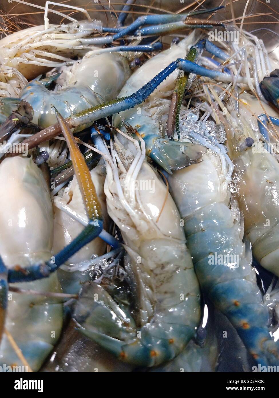 Blue prawn hi-res stock photography and images - Alamy