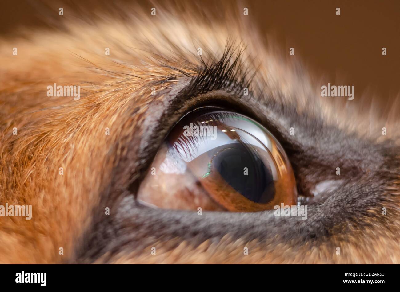Macrophotography of the German shepherd's eye. Beautiful German ...