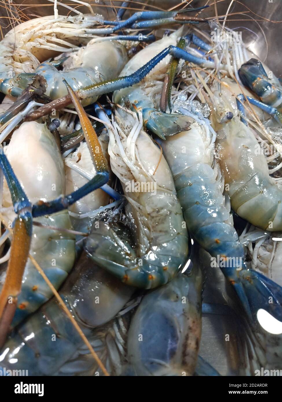 Street food.Farm blue prawn in a steel container before grilling Stock ...