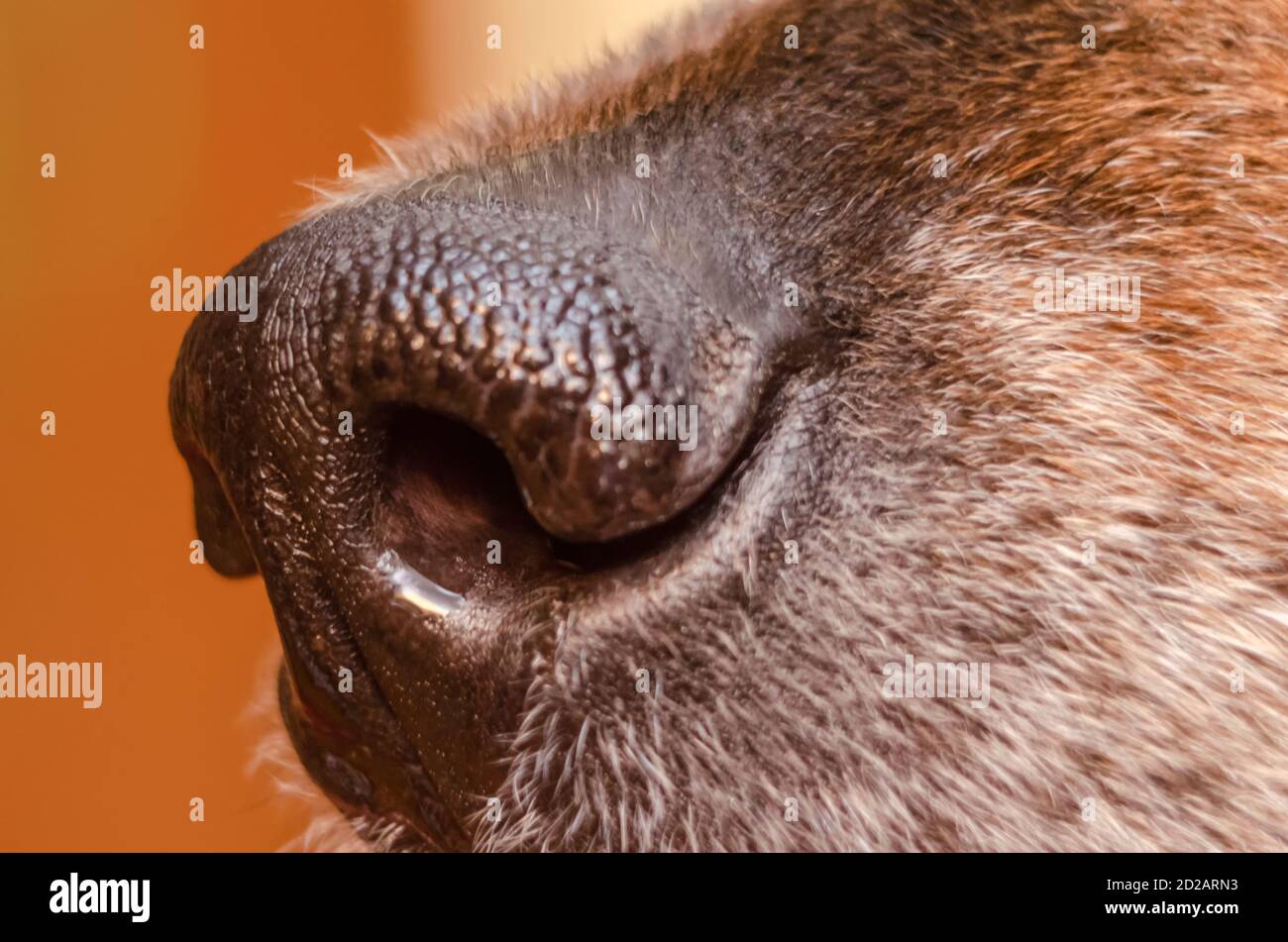 The german shepherd this is a wolf gray german shepherd hi-res stock ...