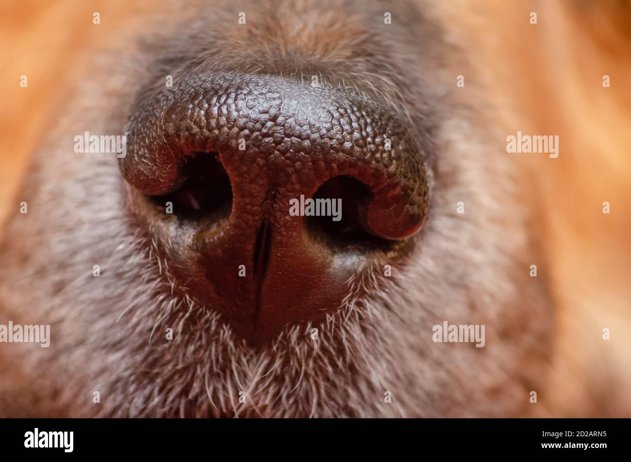 The german shepherd this is a wolf gray german shepherd hi-res stock ...