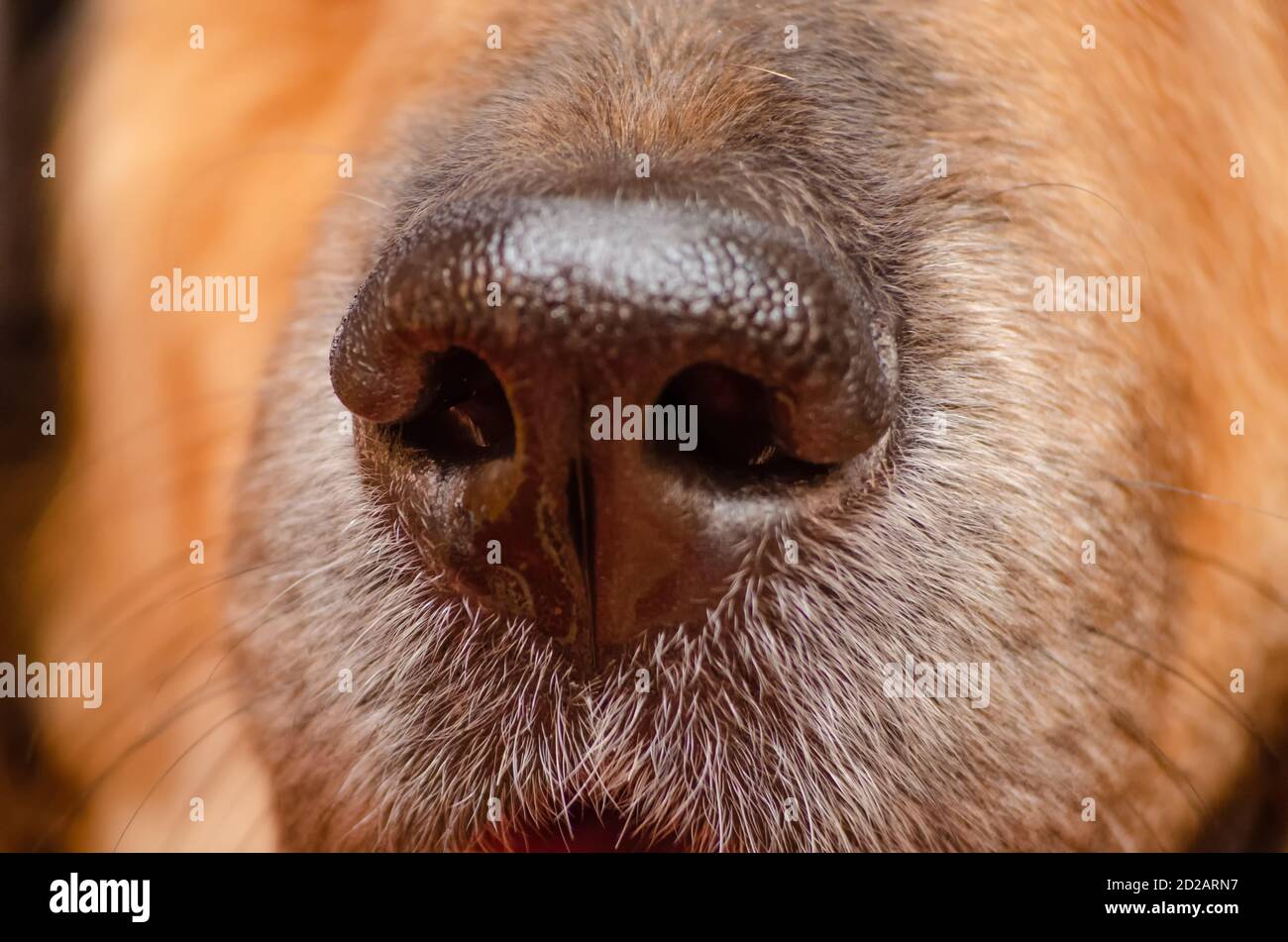 German shepherd close up hi-res stock photography and images - Alamy