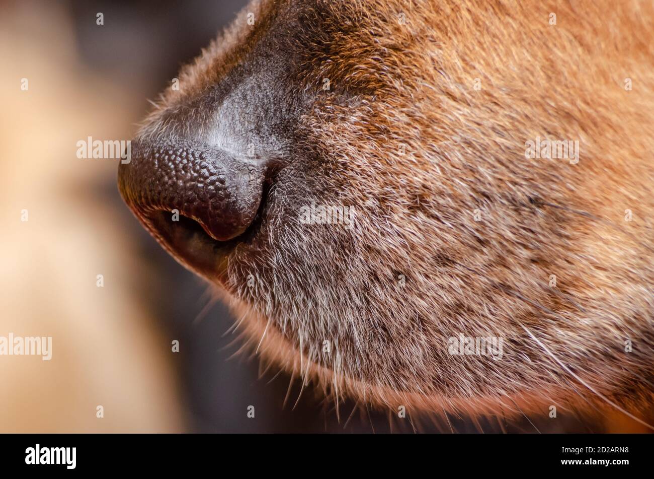 Nose of a beautiful German shepherd close-up, macro Stock Photo - Alamy