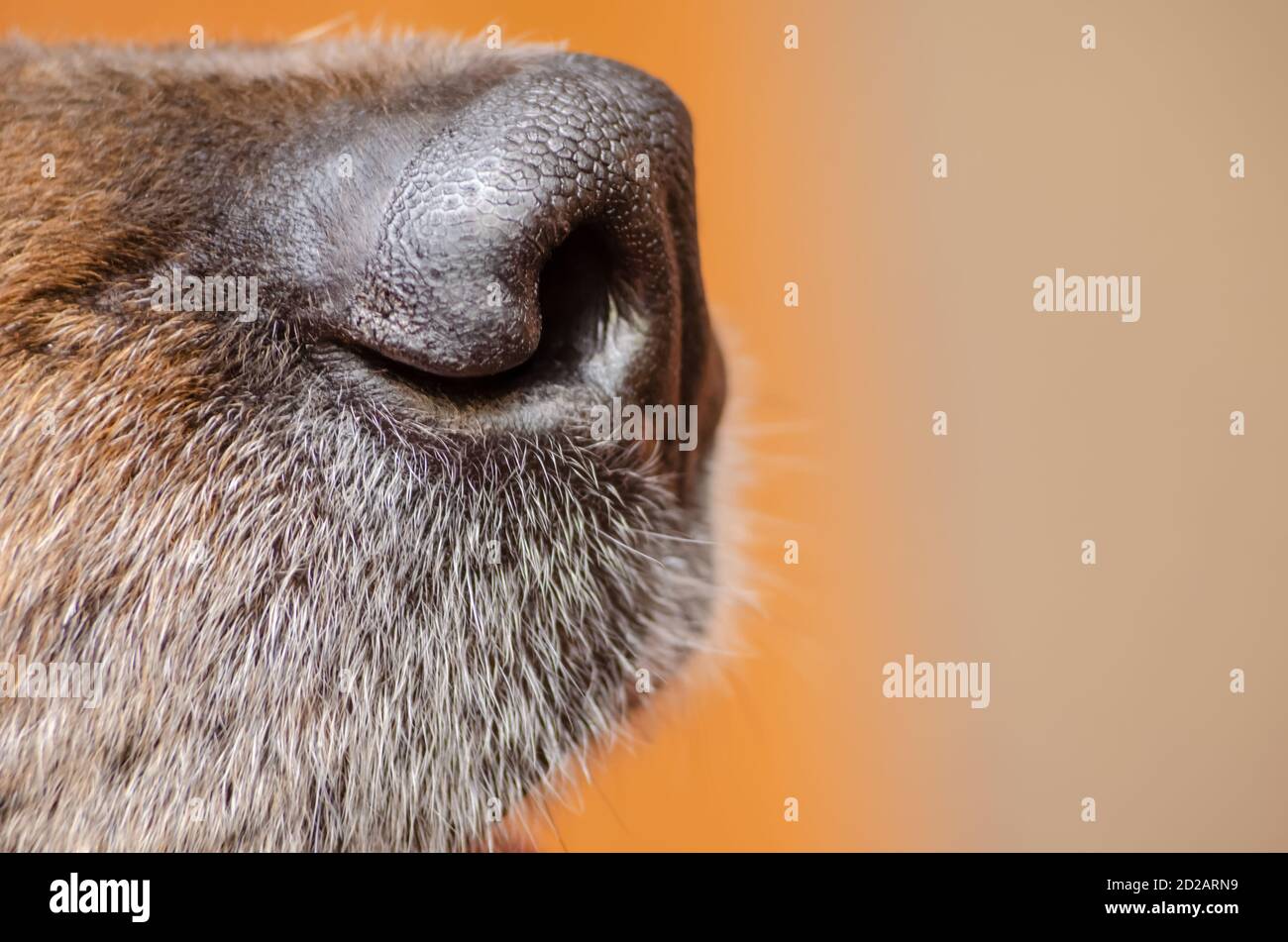 German shepherd close up hi-res stock photography and images - Alamy