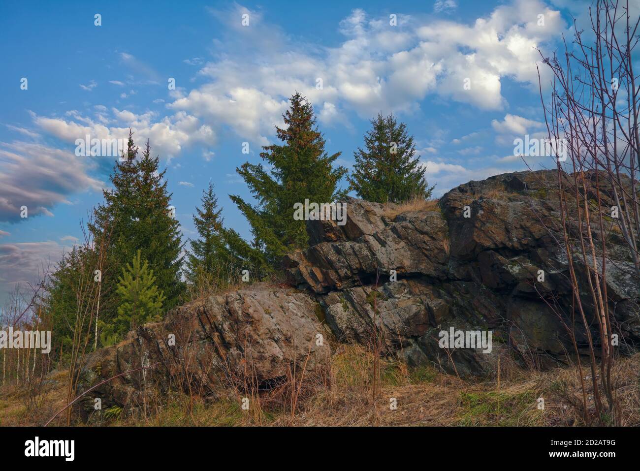 Forest meadow field landscape. Early spring forest meadow view. Forest ...