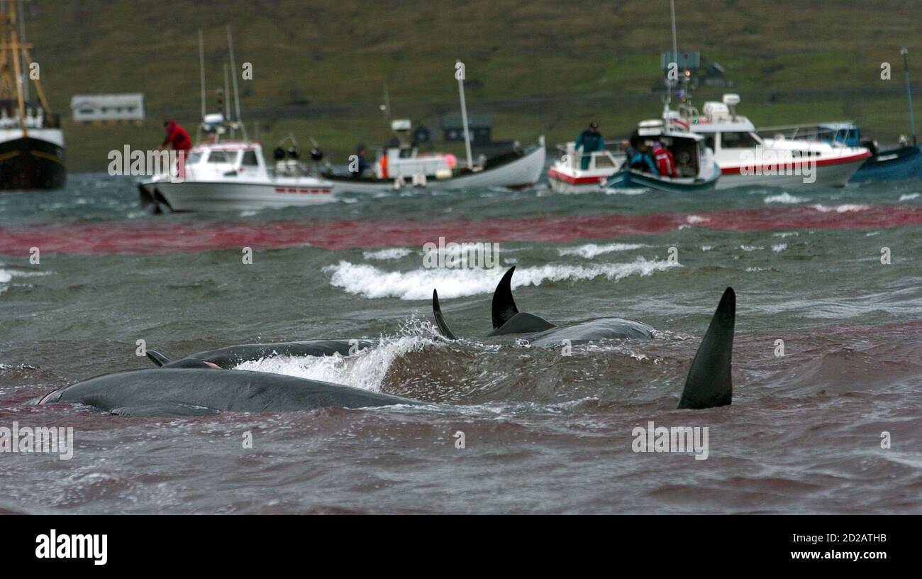 Faroe islands whale meat hi-res stock photography and images - Alamy
