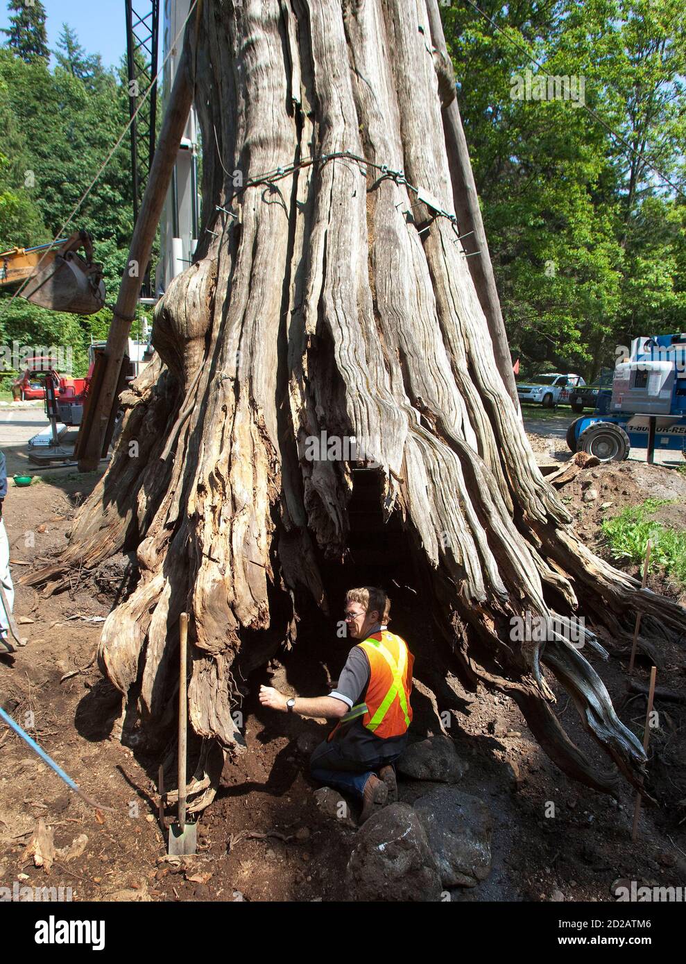 Hollow tree vancouver hi-res stock photography and images - Alamy