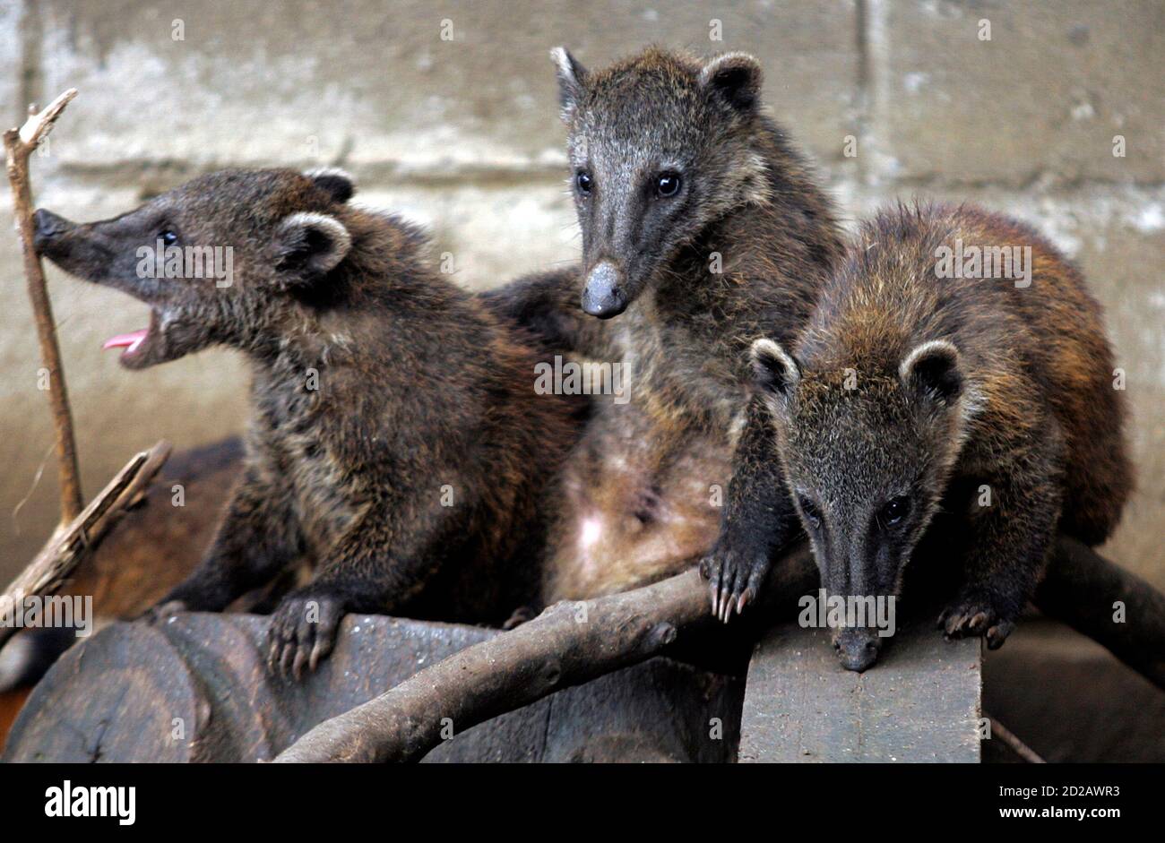 2 coatis hi-res stock photography and images - Alamy