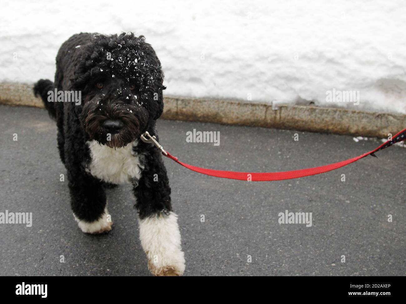 Bo dog obama hi-res stock photography and images - Alamy