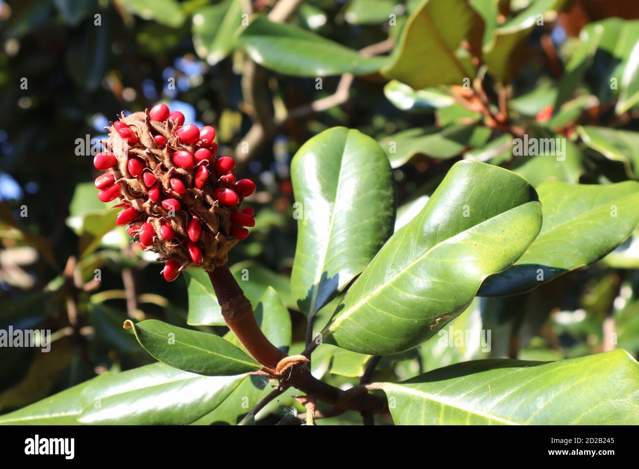 Magnolia seed pod hi-res stock photography and images - Alamy