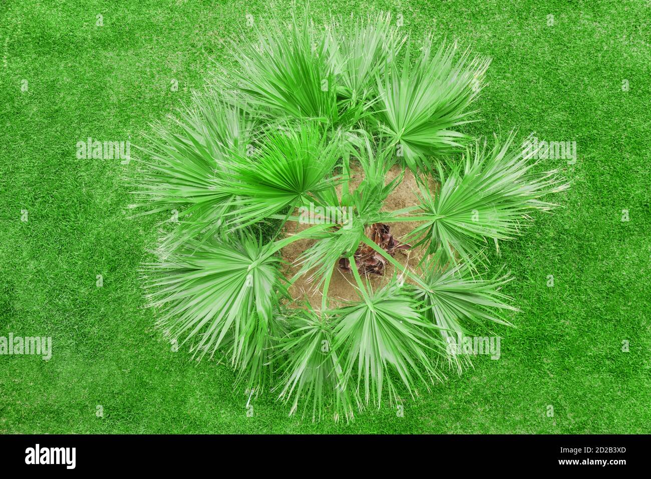 Crown of palm, top view, background. View of the palm tree from top to ...