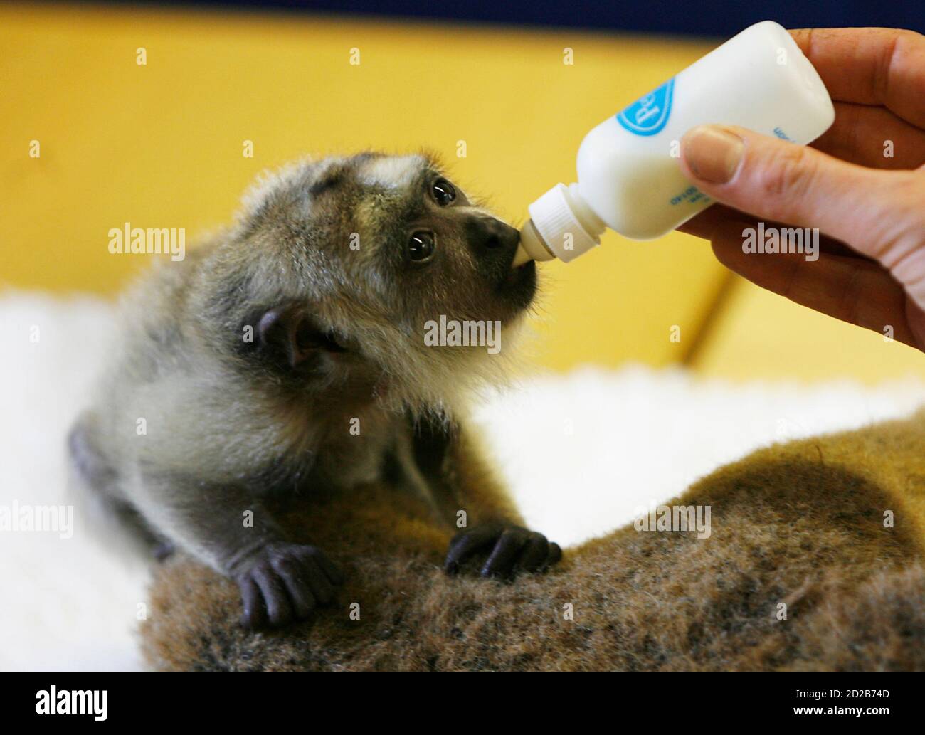 Monkey photocall hi-res stock photography and images - Alamy