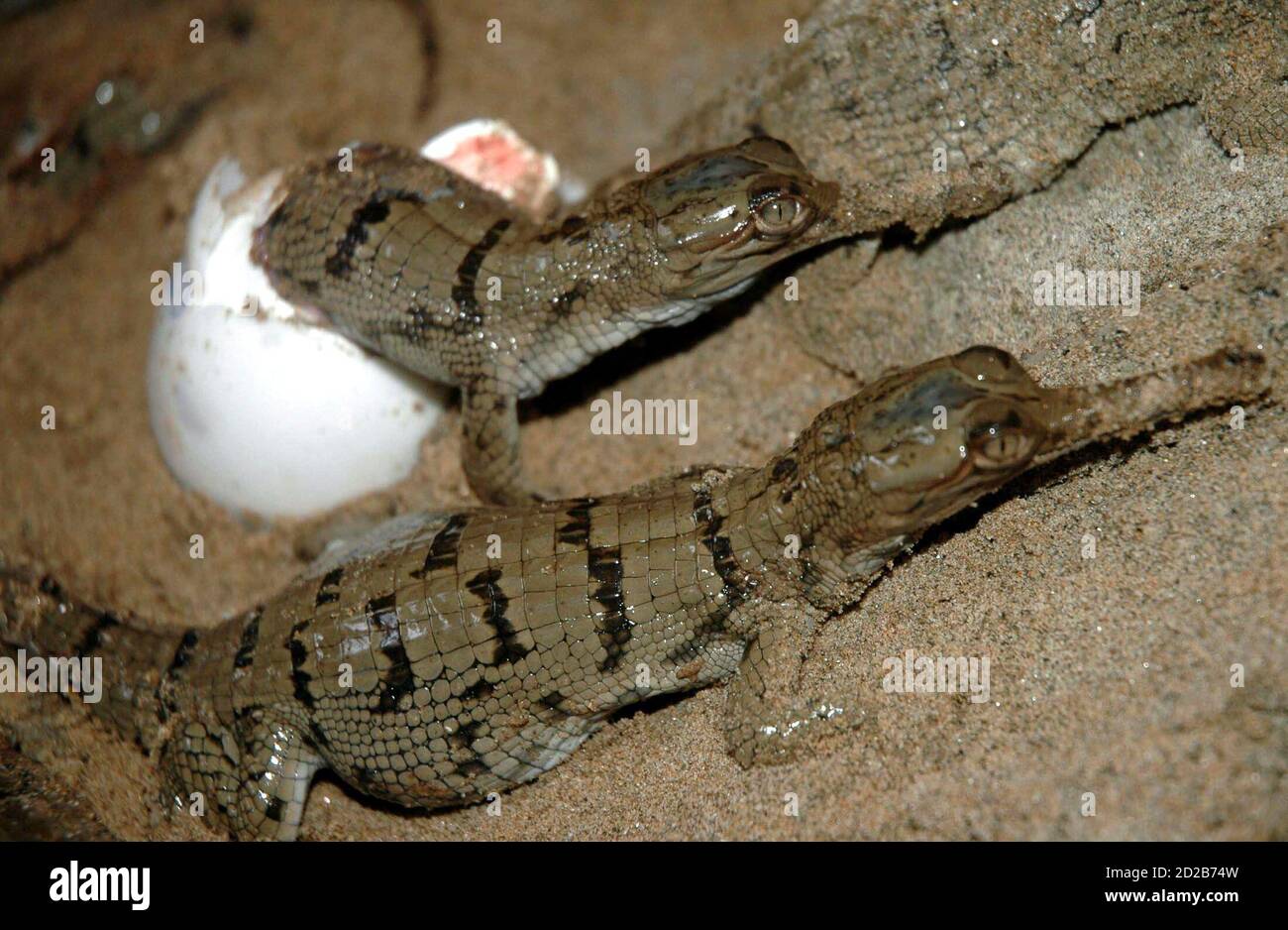Baby Gharial Hatching
