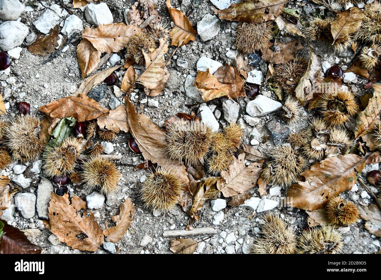 autumn leaves on the ground, digital photo picture as a background ...