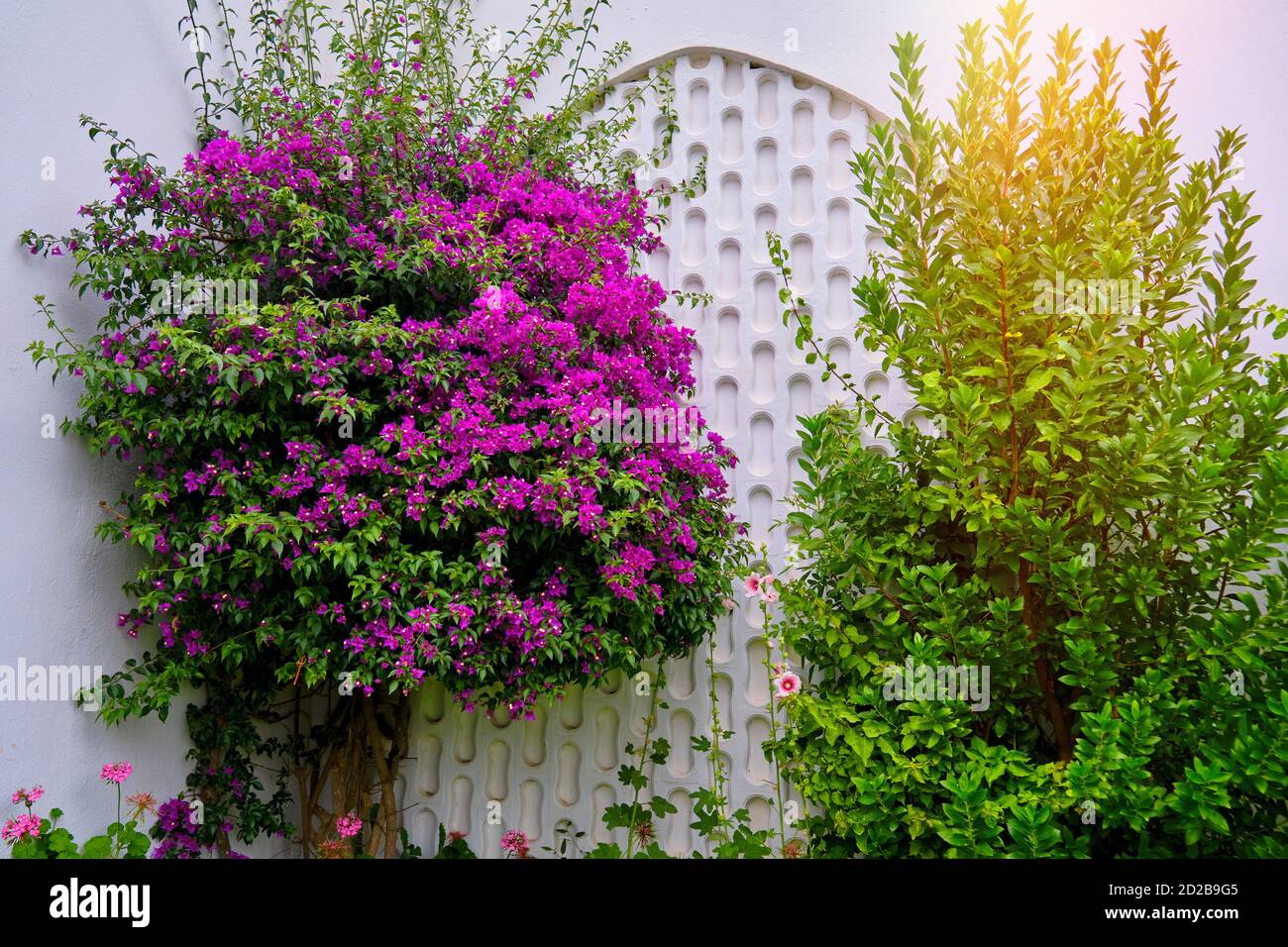 High beautiful tree with violet flowers in Tunisia Stock Photo - Alamy