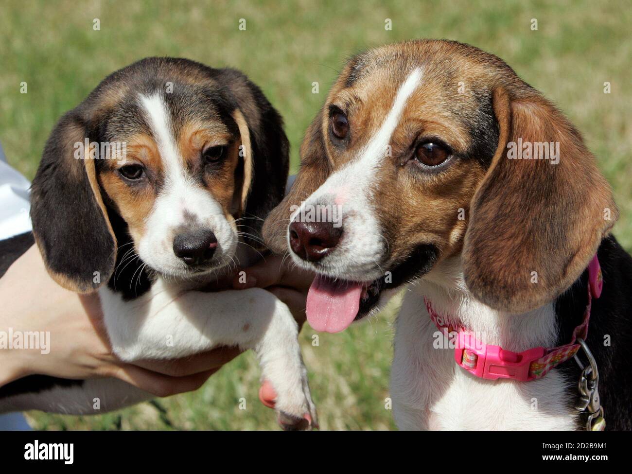Seventeen korea hi-res stock photography and images - Alamy