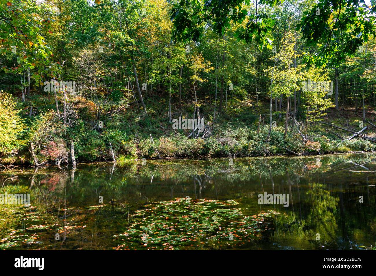 View of forest in fall season with reflection of trees in the wetland ...