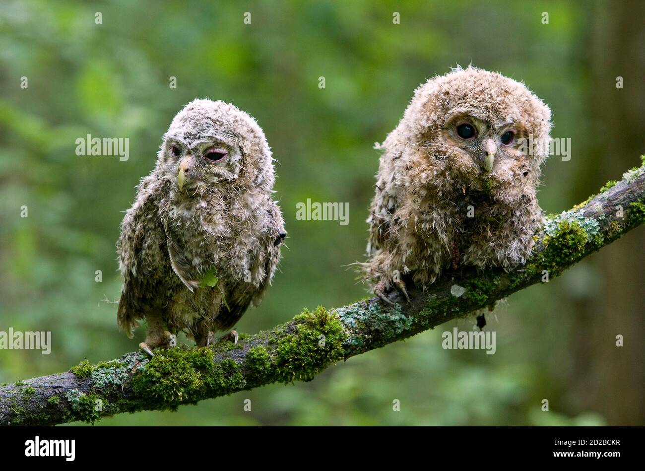 Dispersión animal hi-res stock photography and images - Alamy