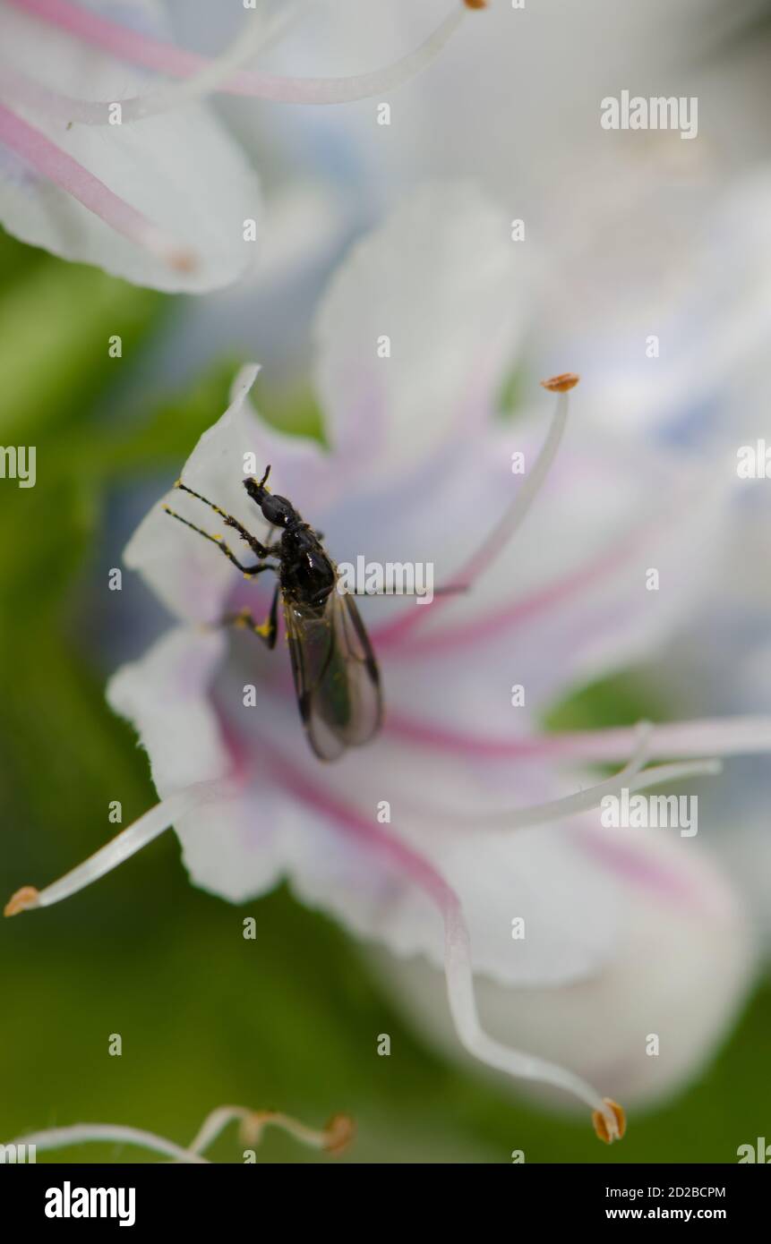 Diptera on a flower of Echium decaisnei. Guayadeque ravine. Aguimes ...