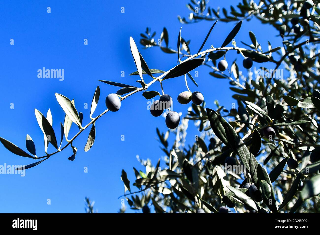 branch of tree, digital photo picture as a background Stock Photo - Alamy