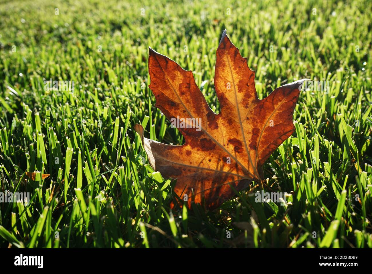 Leaf debris texture hi-res stock photography and images - Alamy