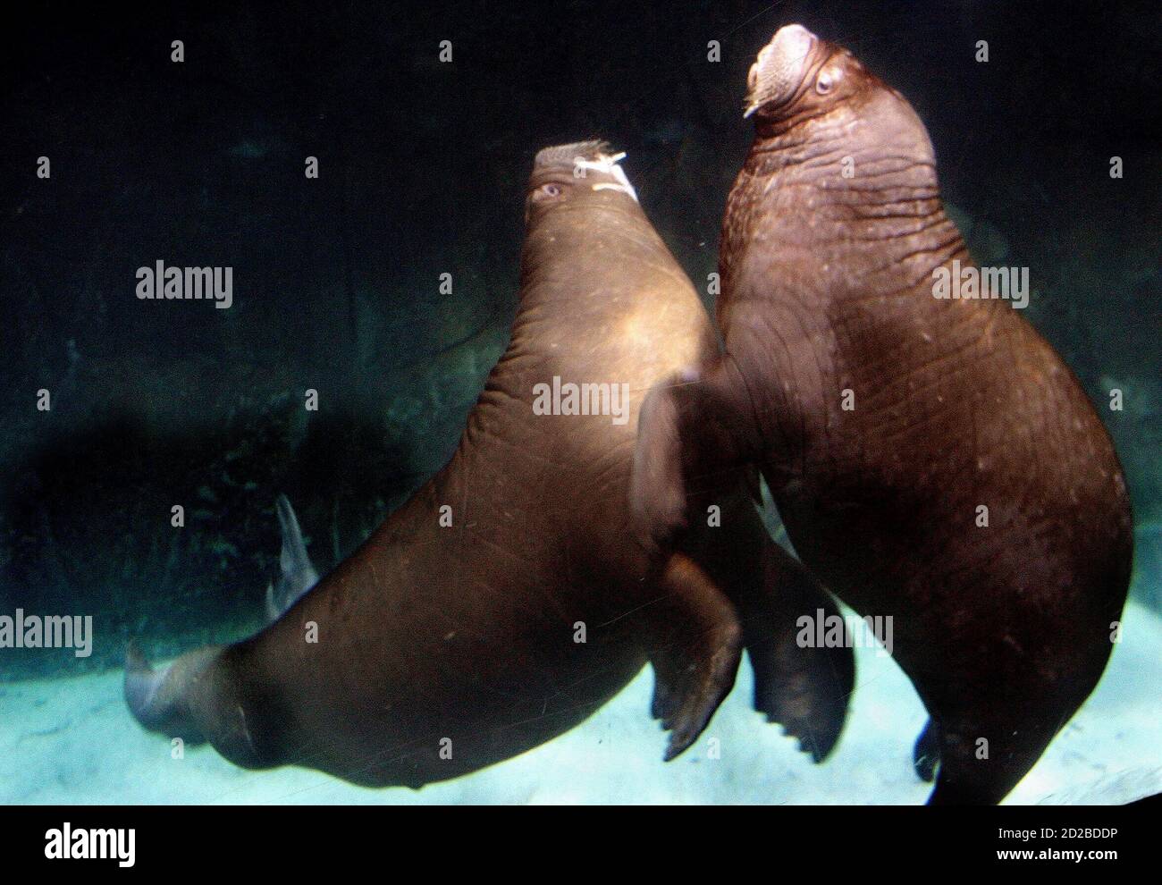 Walruses and two hi-res stock photography and images - Alamy