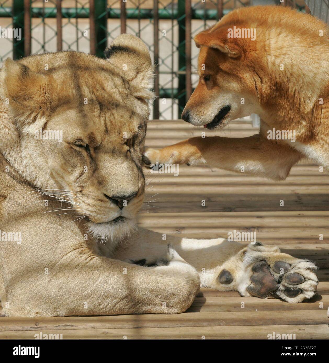 Korean Jindo Dog High Resolution Stock Photography and Images - Alamy