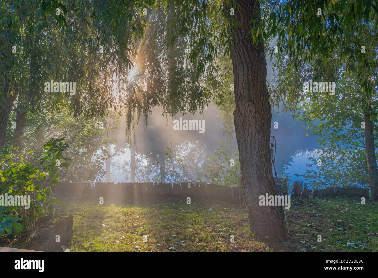Alençon, France - 10 03 2020: Weeping willow trunk in front of a river ...