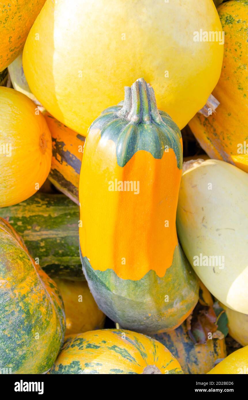 Pumpkins grown on the territories of the post Soviet Union Stock Photo ...