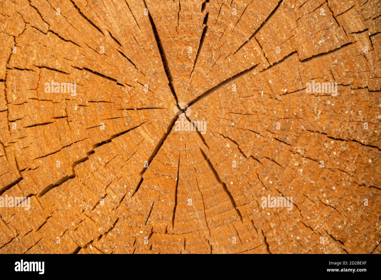 texture, background of a light brown log cut Stock Photo - Alamy