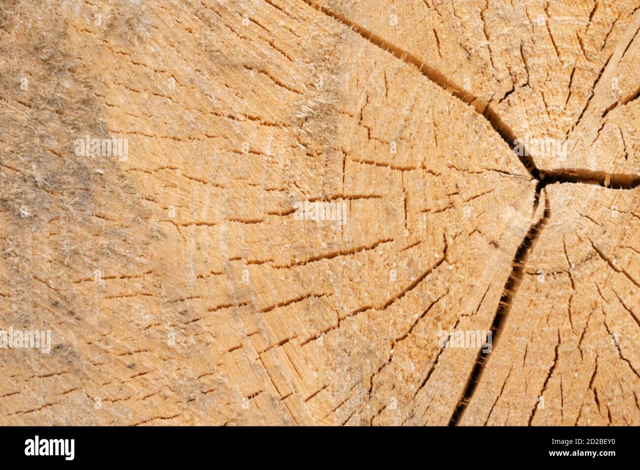 texture, background of a light brown log section with cracks, stripes ...
