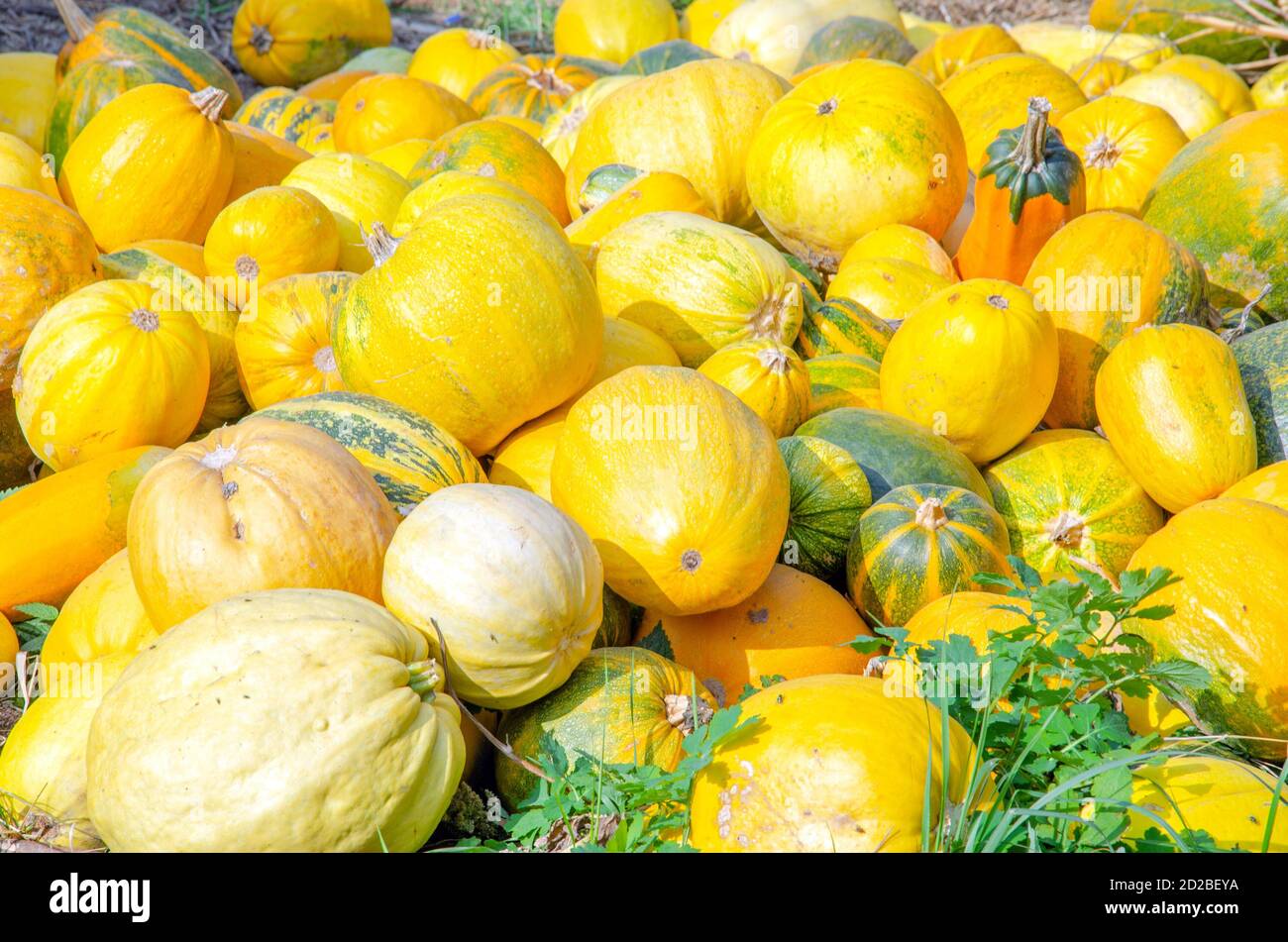 Pumpkins grown on the territories of the post Soviet Union Stock Photo ...