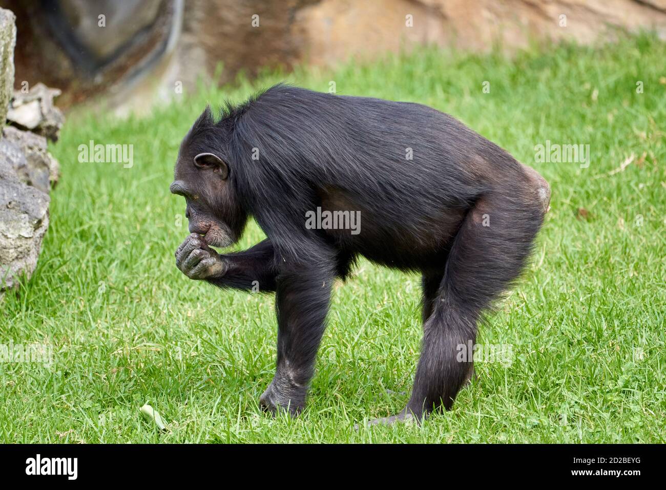 Cute small chimpanzee eating grass in a zoo in Valencia, Spain Stock ...