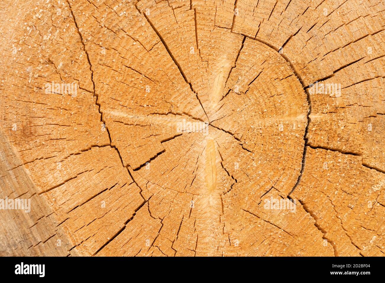 texture, background of a light brown log cut Stock Photo - Alamy
