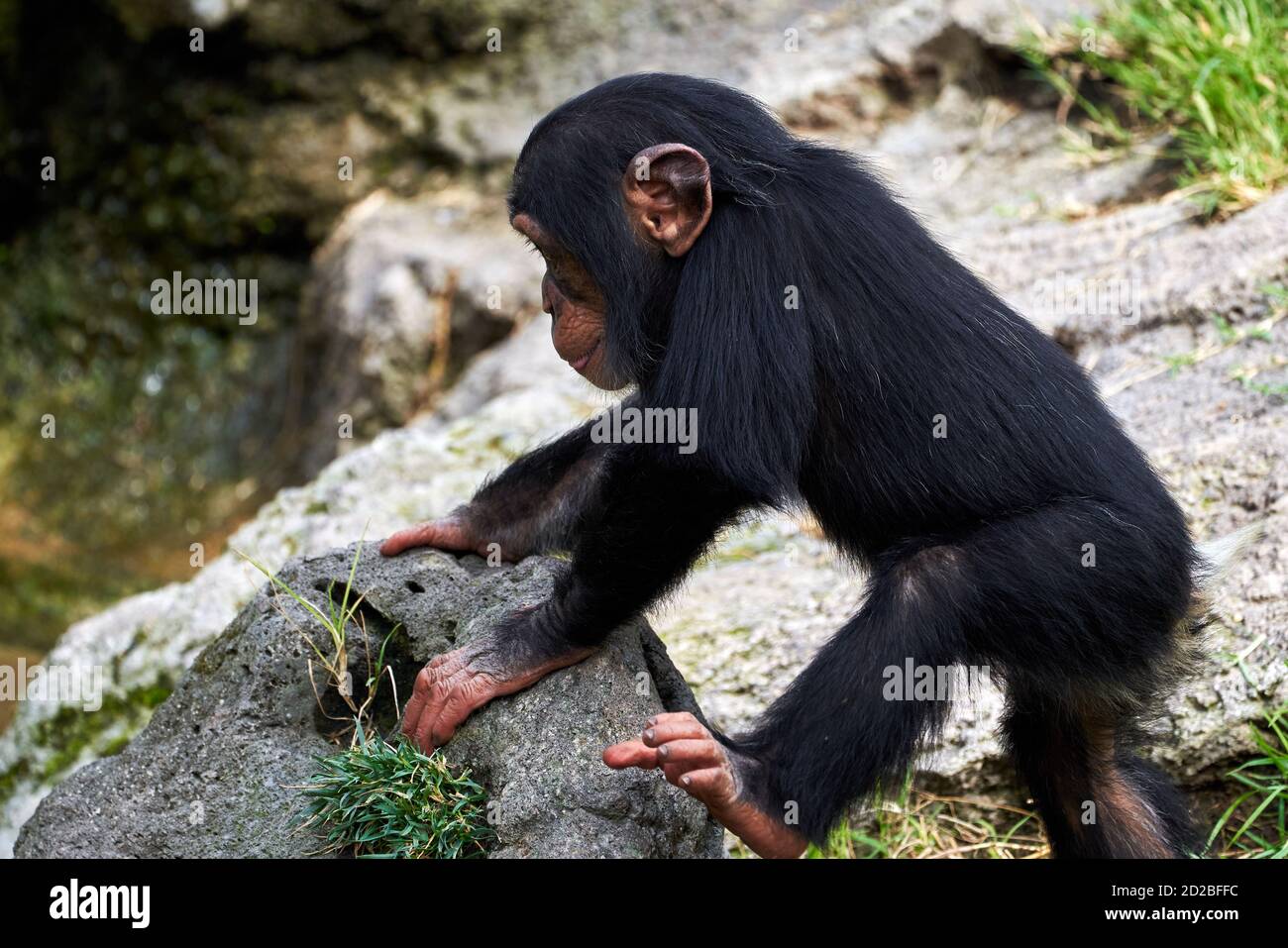 Cute small chimpanzee climbing a rock in a zoo in Valencia, Spain Stock ...