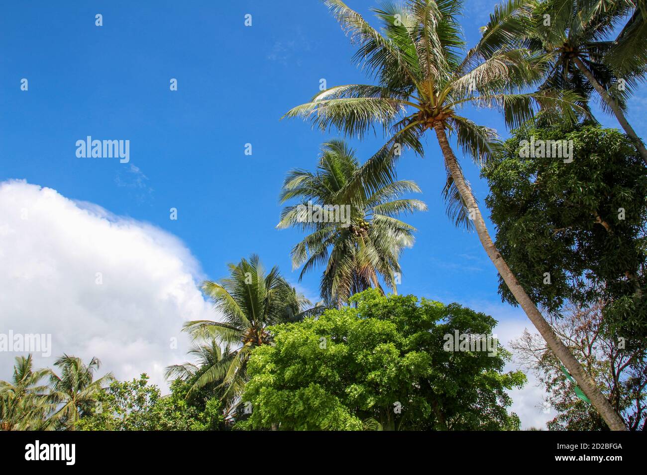 Dominican philippines hi-res stock photography and images - Alamy