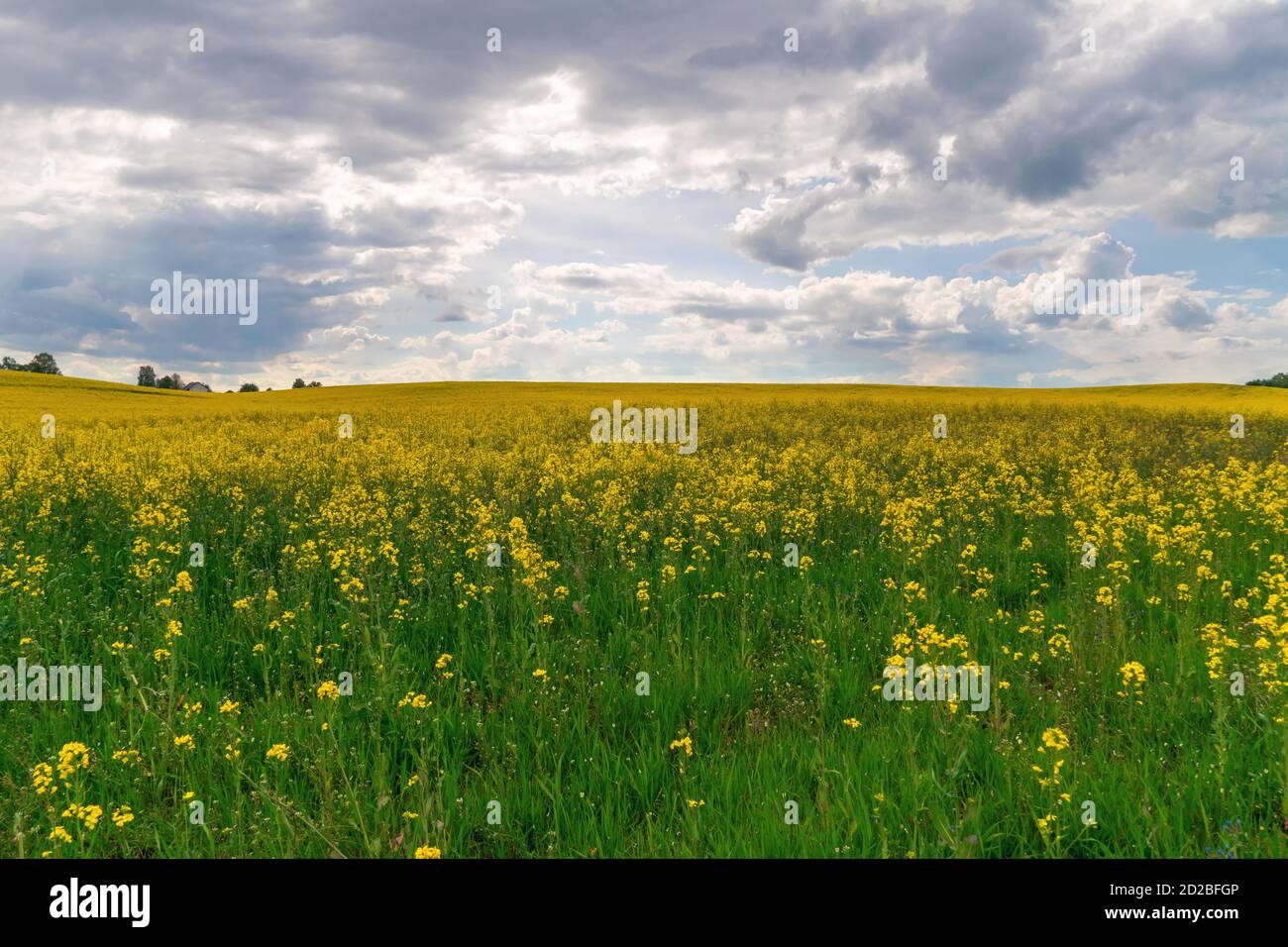 Biofuel field yellow environment hi-res stock photography and images ...