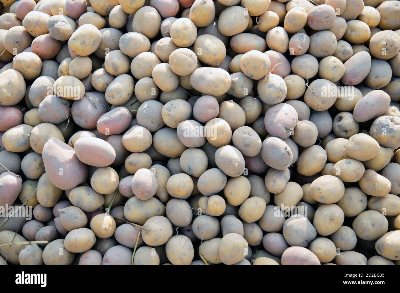 Potatoes texture hi-res stock photography and images - Alamy