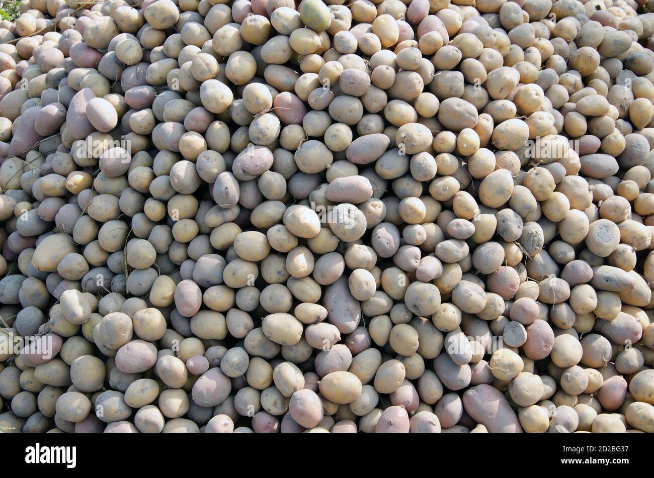 Potatoes texture hi-res stock photography and images - Alamy