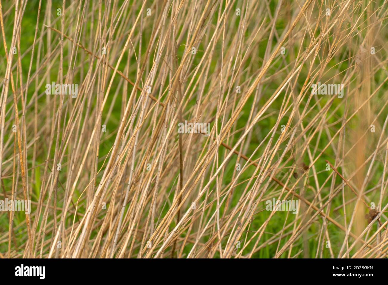 Dry stalks wheat hi-res stock photography and images - Alamy