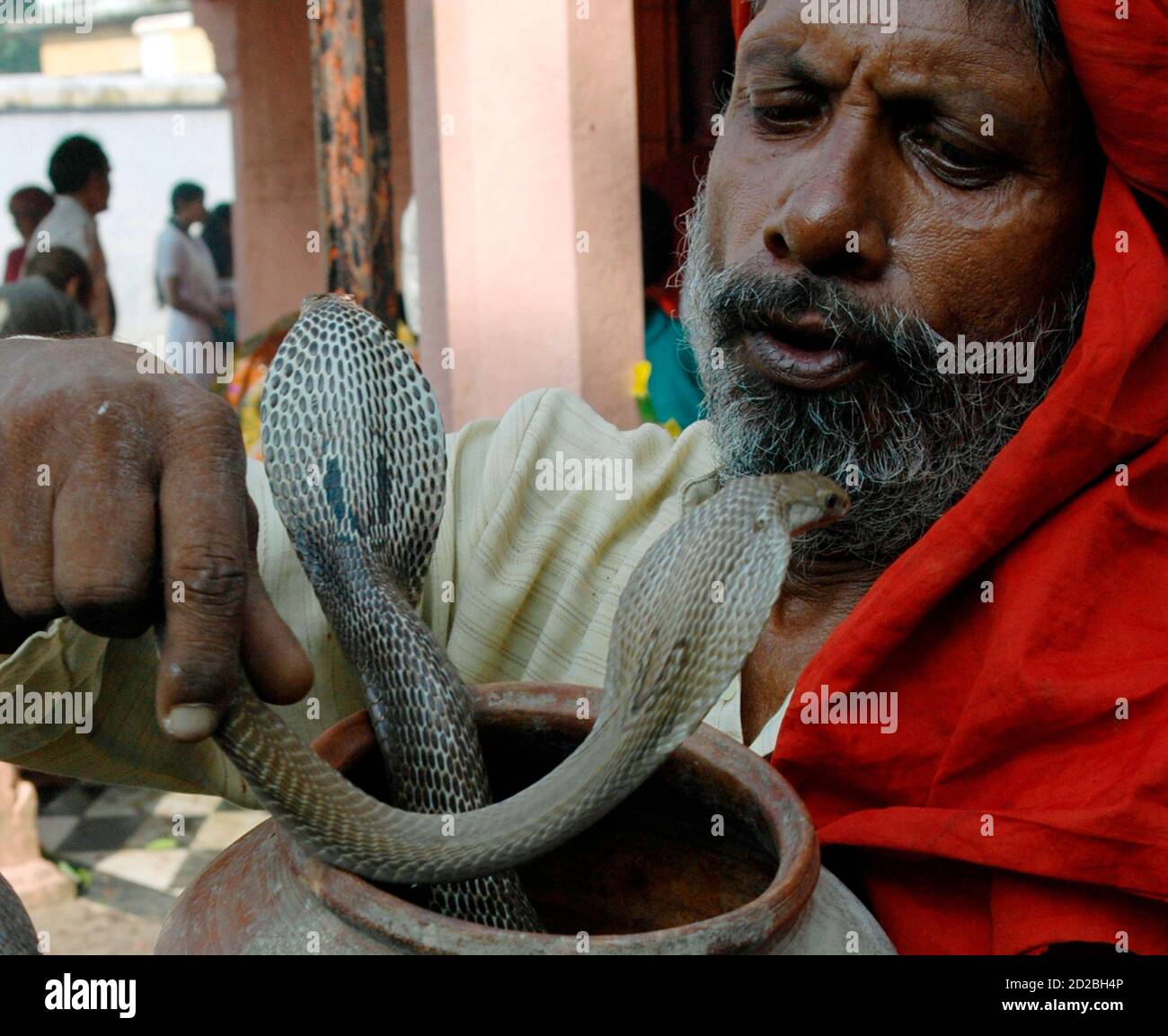Snakes india city hi-res stock photography and images - Alamy