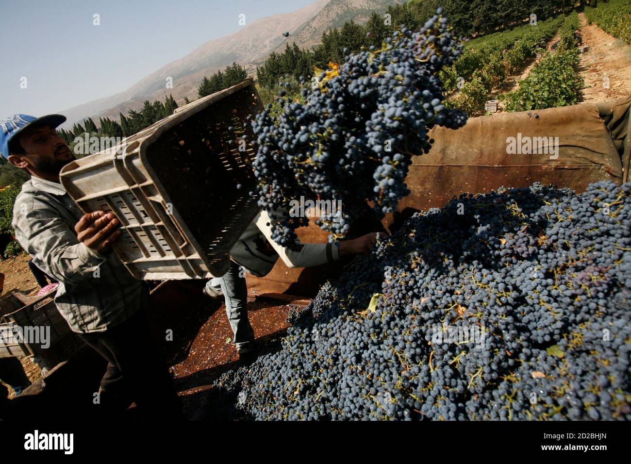 Syrian grapes hi-res stock photography and images - Alamy