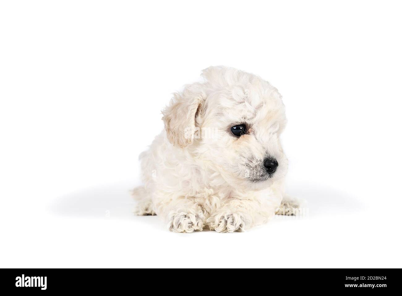 A Small miniature toy poodle with white curly fur against white ...