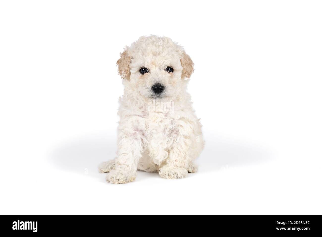 A Small miniature toy poodle with white curly fur against white ...