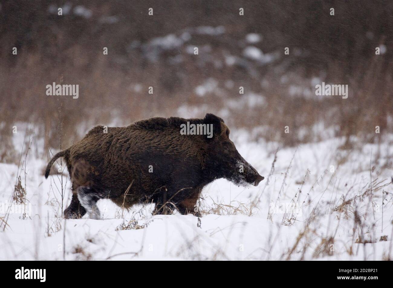 30 January 1986 High Resolution Stock Photography and Images - Alamy